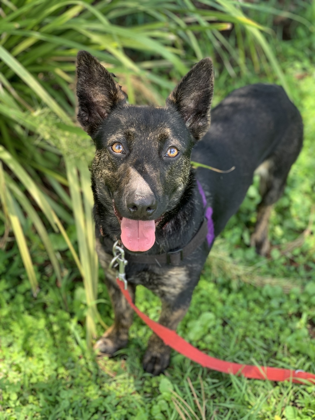 Ebony - Small Female Kelpie x Corgi, Pembroke Welsh Mix Dog in QLD ...