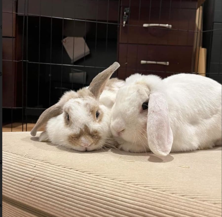 Bryden with Skittles - Female Rabbit in VIC - PetRescue