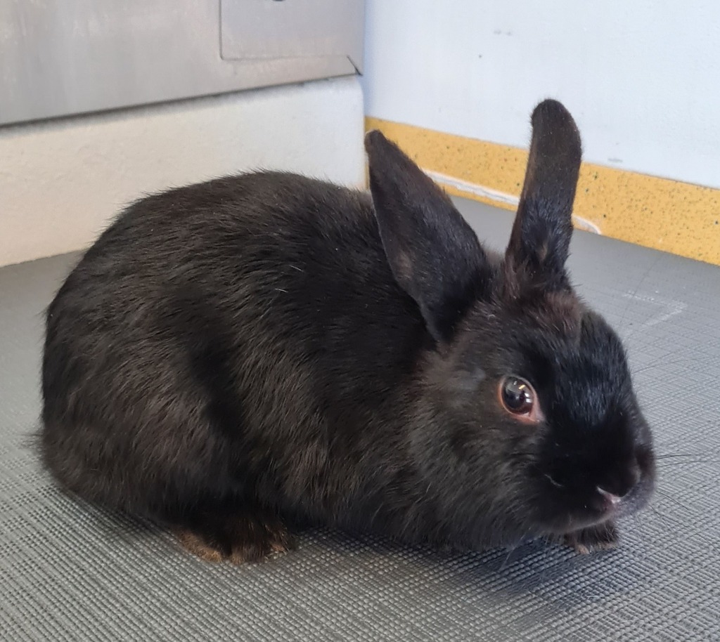Eugenie - Female Dwarf Mix Rabbit in VIC - PetRescue