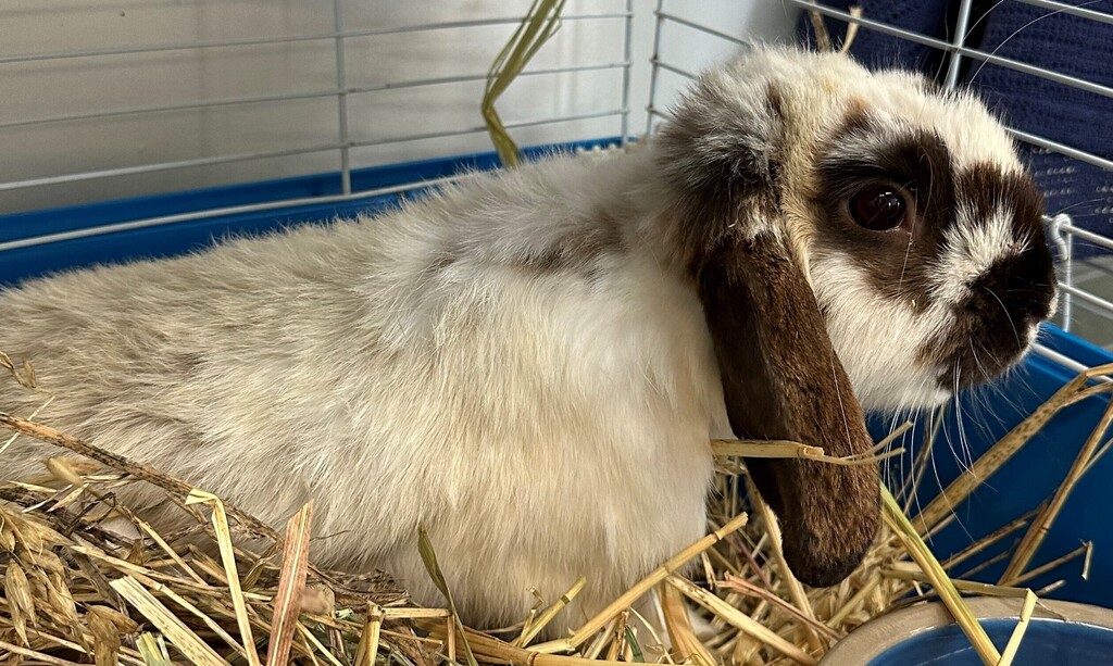 Caspian - Male Lop Eared Mix Rabbit in VIC - PetRescue