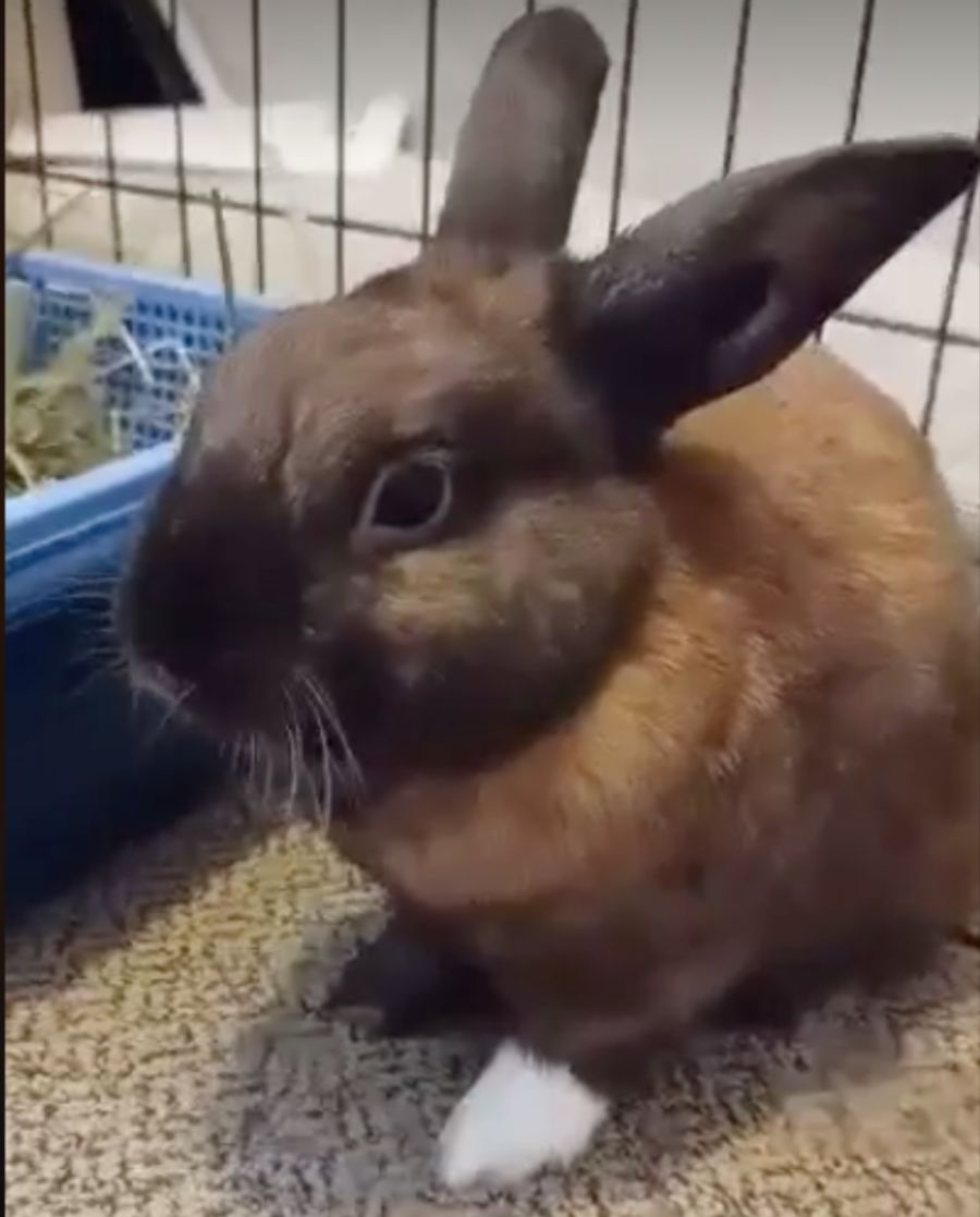 KiKai - Male Netherland Dwarf Mix Rabbit in NSW - PetRescue
