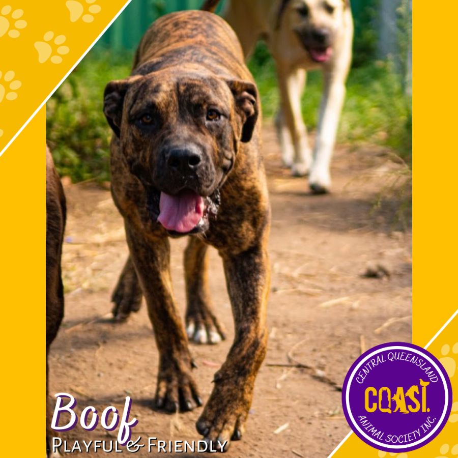 Boof - Large Male Bull Arab Dog in QLD - PetRescue