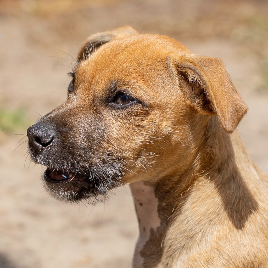 Giorgio - Large Male Mastiff x Shar-Pei Mix Dog in WA - PetRescue