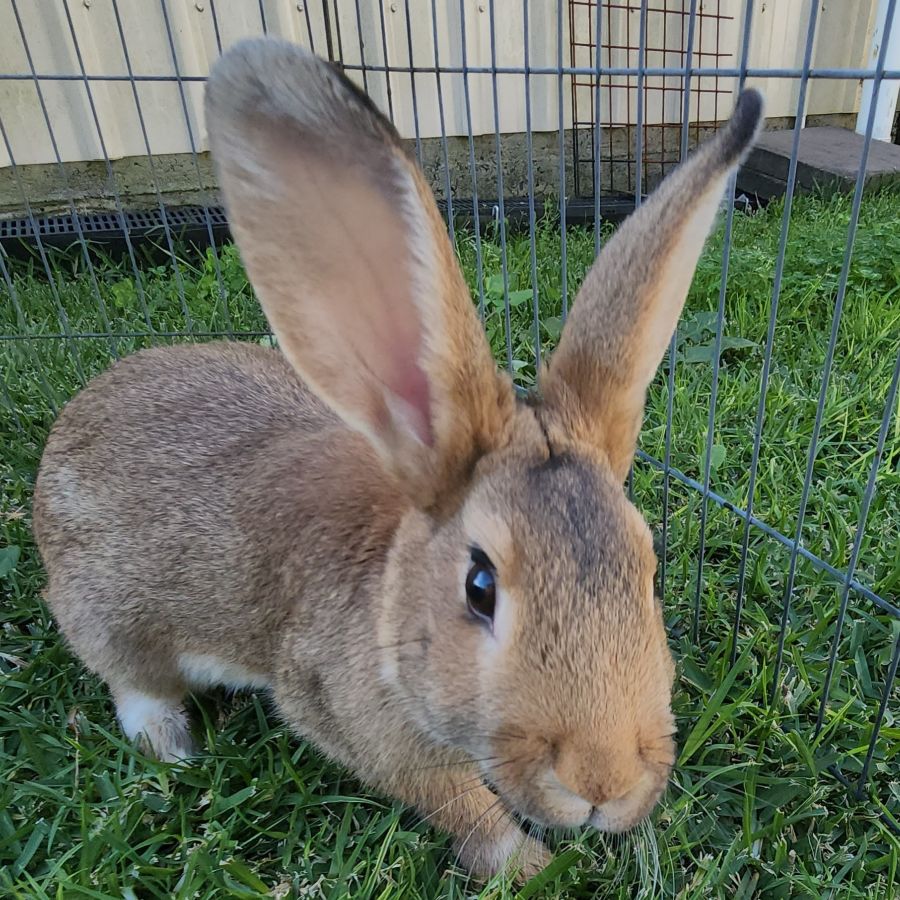 Ollie - Male Flemish Giant Mix Rabbit in NSW - PetRescue