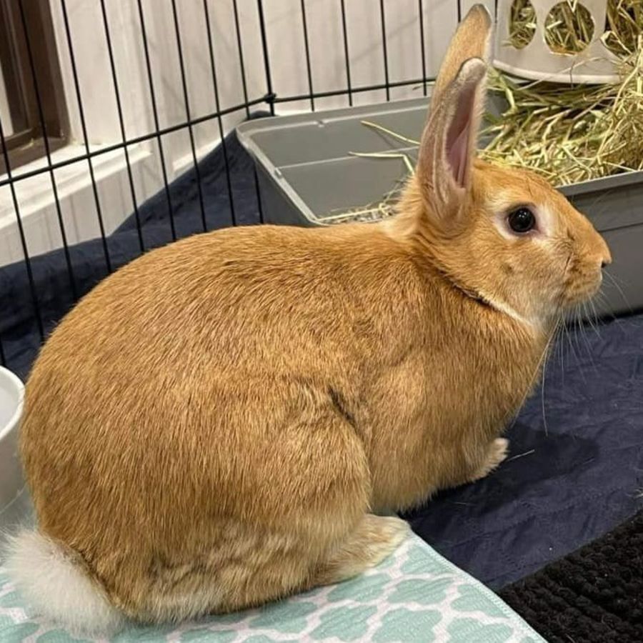 Fry - Male Flemish Giant Mix Rabbit in NSW - PetRescue