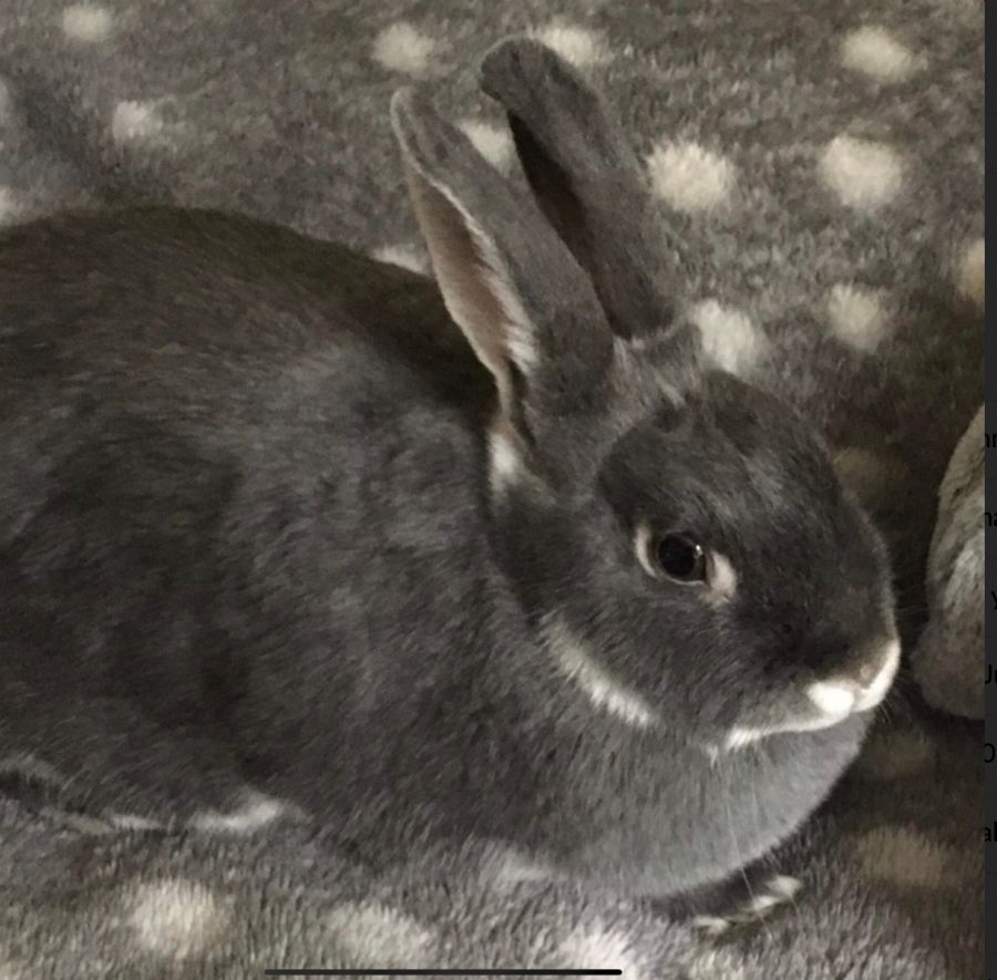 Hanne Nambucca - Female Netherland Dwarf Rabbit in NSW - PetRescue