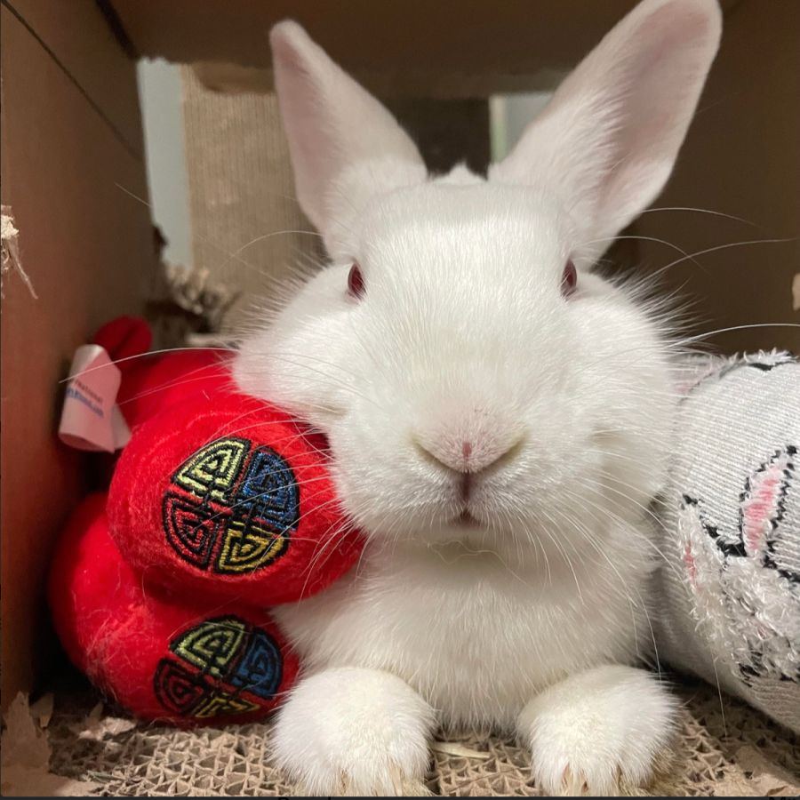 Elektra - Female Mix Rabbit in NSW - PetRescue