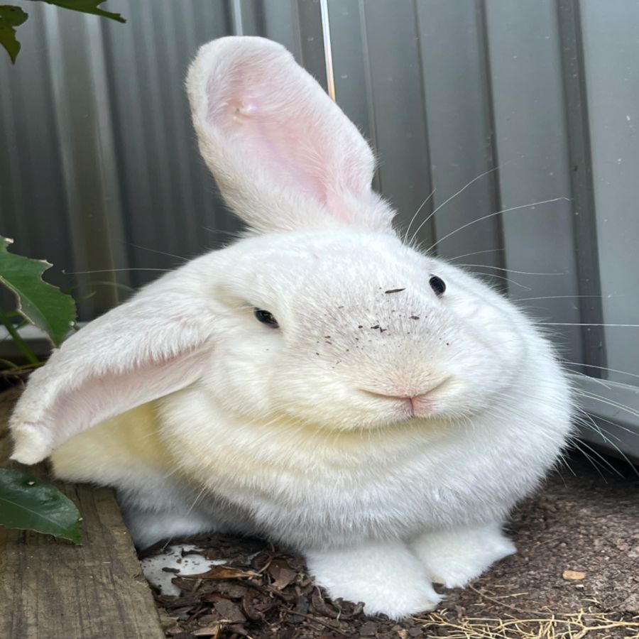 Elio - Male Mini Lop Mix Rabbit in NSW - PetRescue