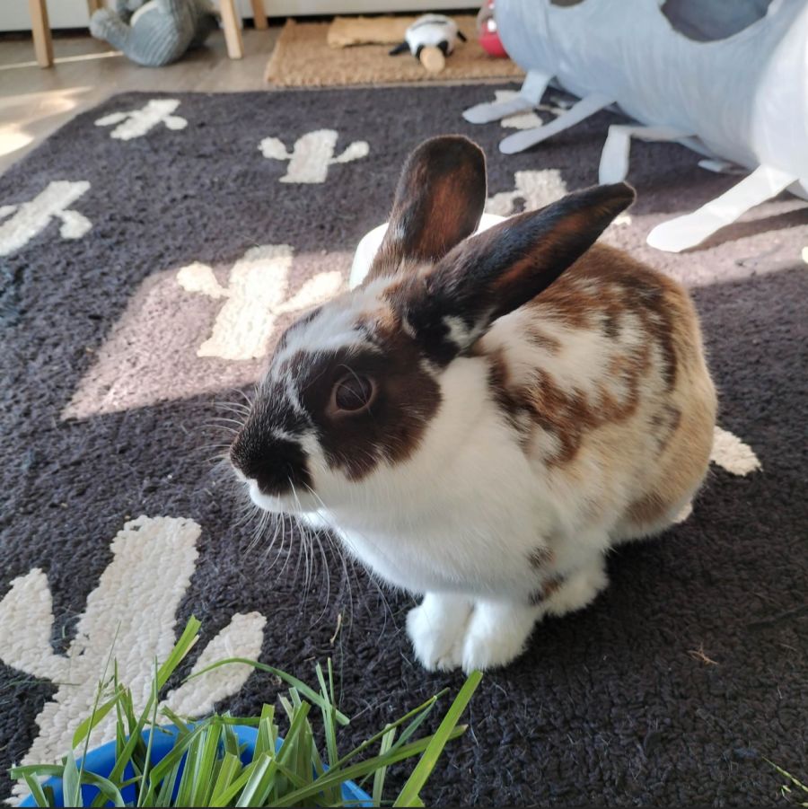 Mirabelle - Female Mini Lop Rabbit in NSW - PetRescue