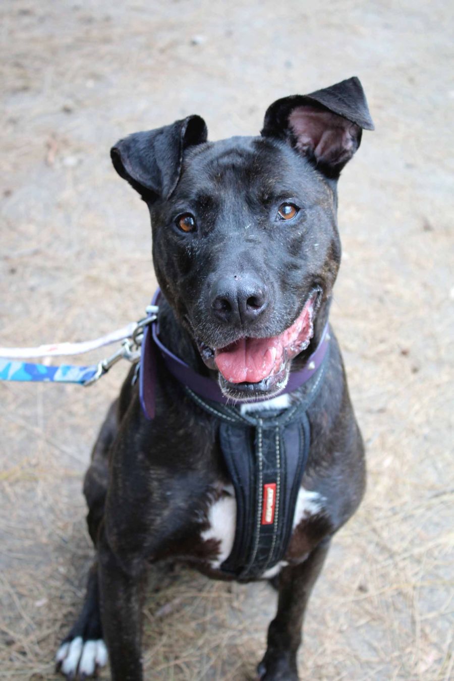 Fay - Medium Female Mastiff x Labrador Mix Dog in NSW - PetRescue