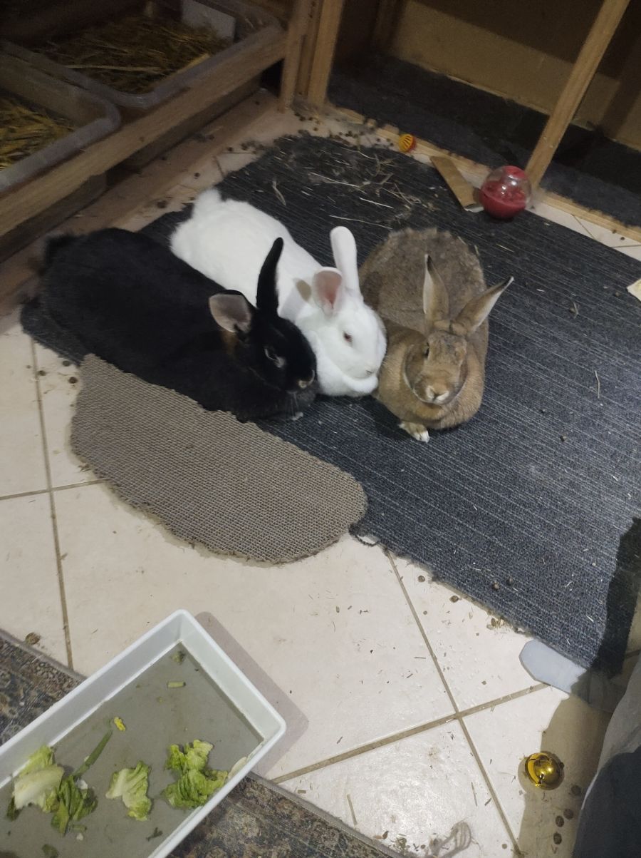 Vegemite, Leela and Olivia - Female Flemish Giant Mix Rabbit in NSW ...