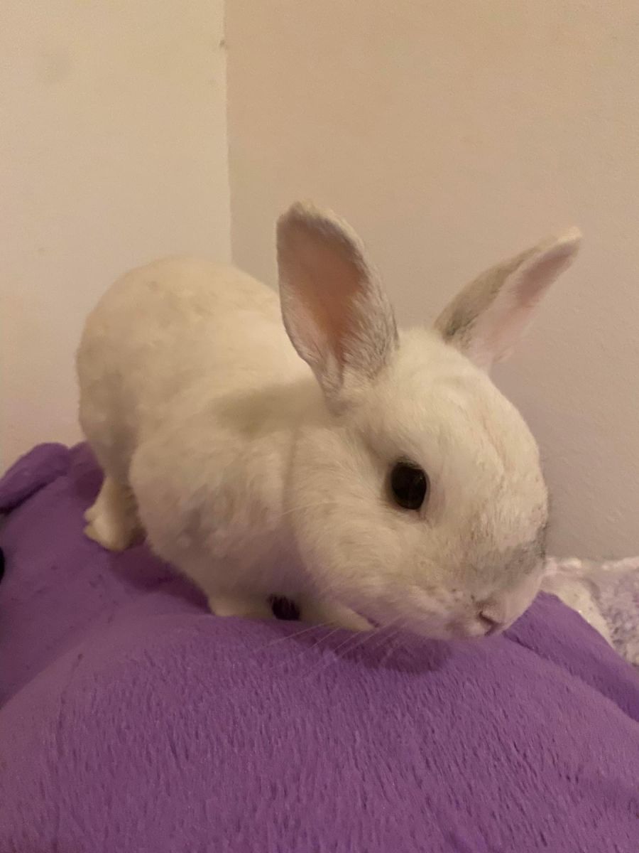 Fallon and Anders - Female Netherland Dwarf Rabbit in NSW - PetRescue