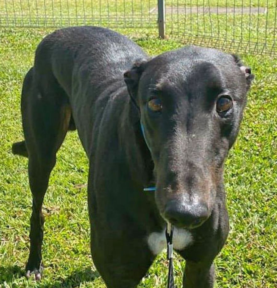 Billy - Large Male Greyhound Dog in QLD - PetRescue
