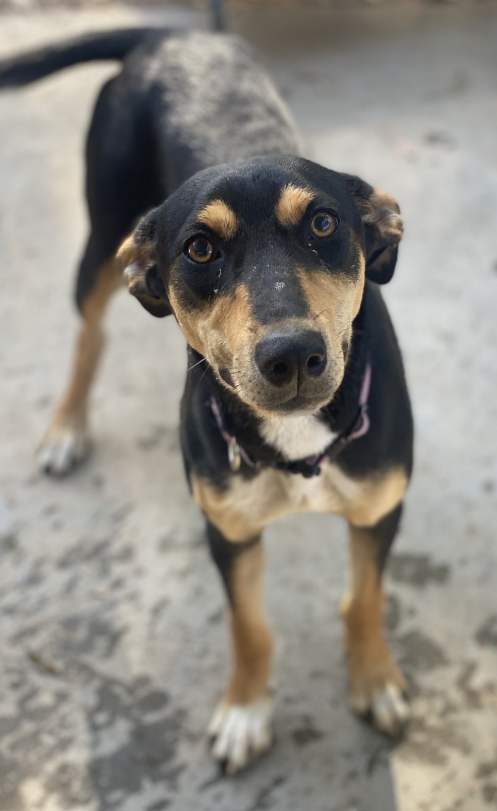 Mona - Medium Female Kelpie x Whippet Mix Dog in VIC - PetRescue