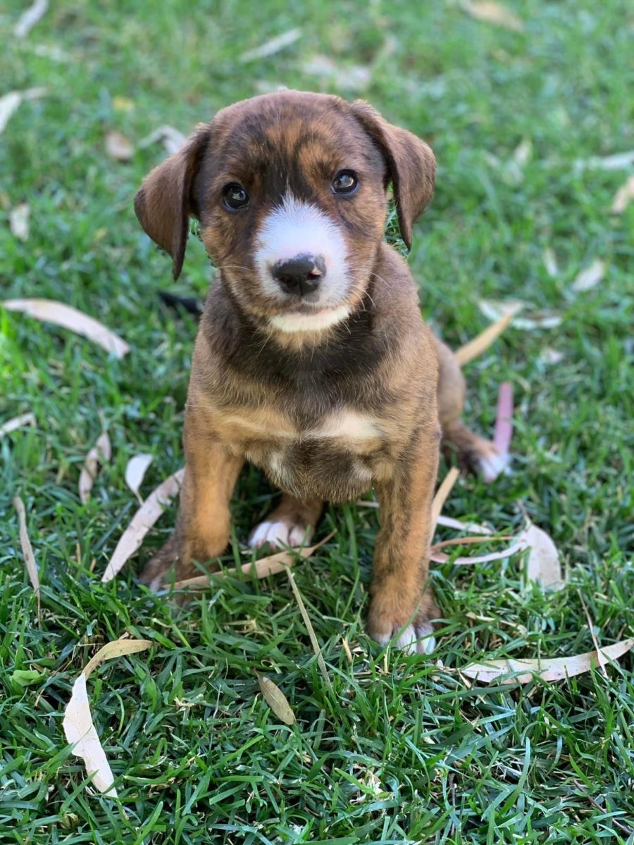 Australian K9 Rescue Vic - PetRescue