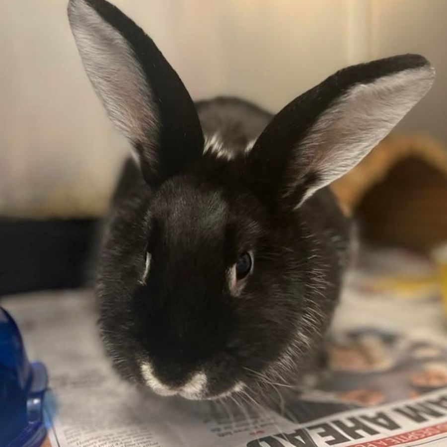 Sydney - Female Rabbit in VIC - PetRescue