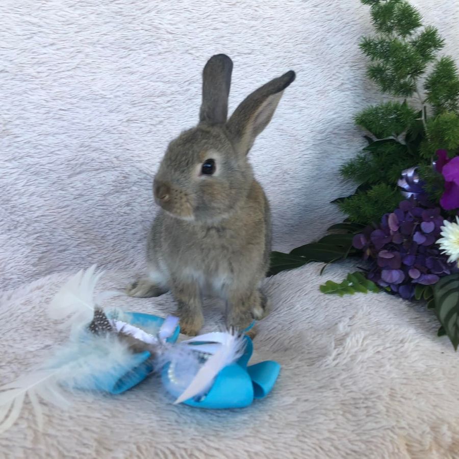 Dusky Dawn and Sutton - Female Rabbit in NSW - PetRescue