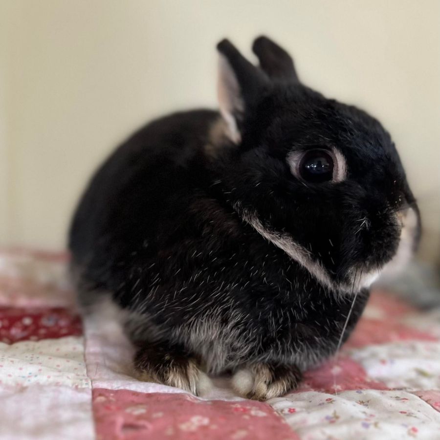 Meggsie - Female Rabbit in NSW - PetRescue