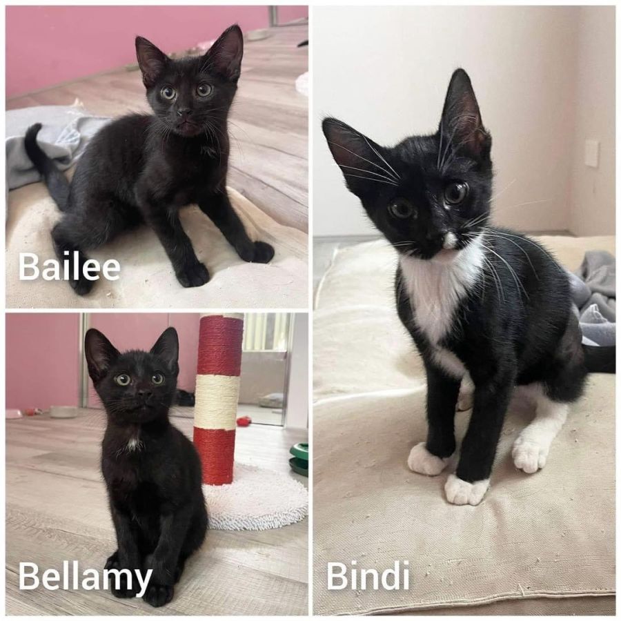 8615/4/3 - Bindi, Bailey & Bellamy - Female Domestic Short Hair Cat in ...