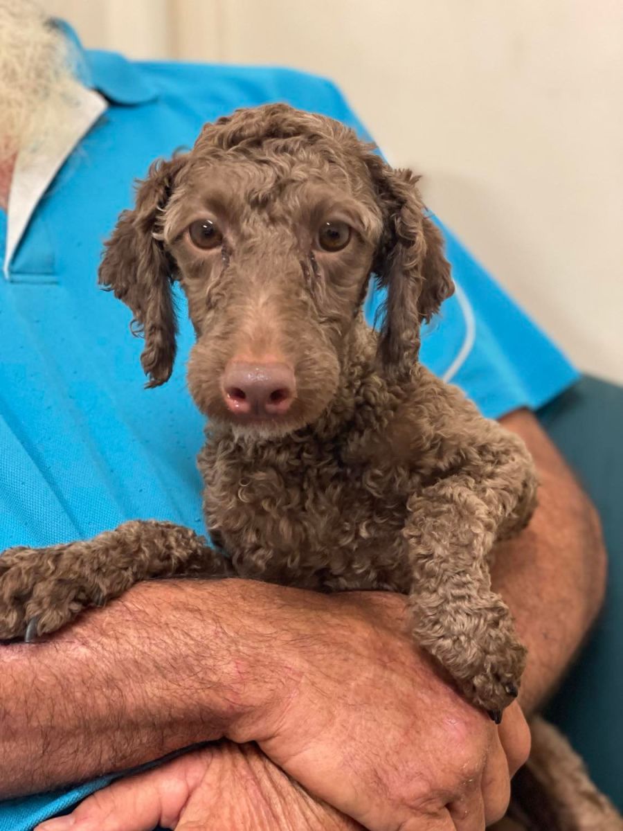 Merlot - Small Male Poodle Dog in QLD - PetRescue