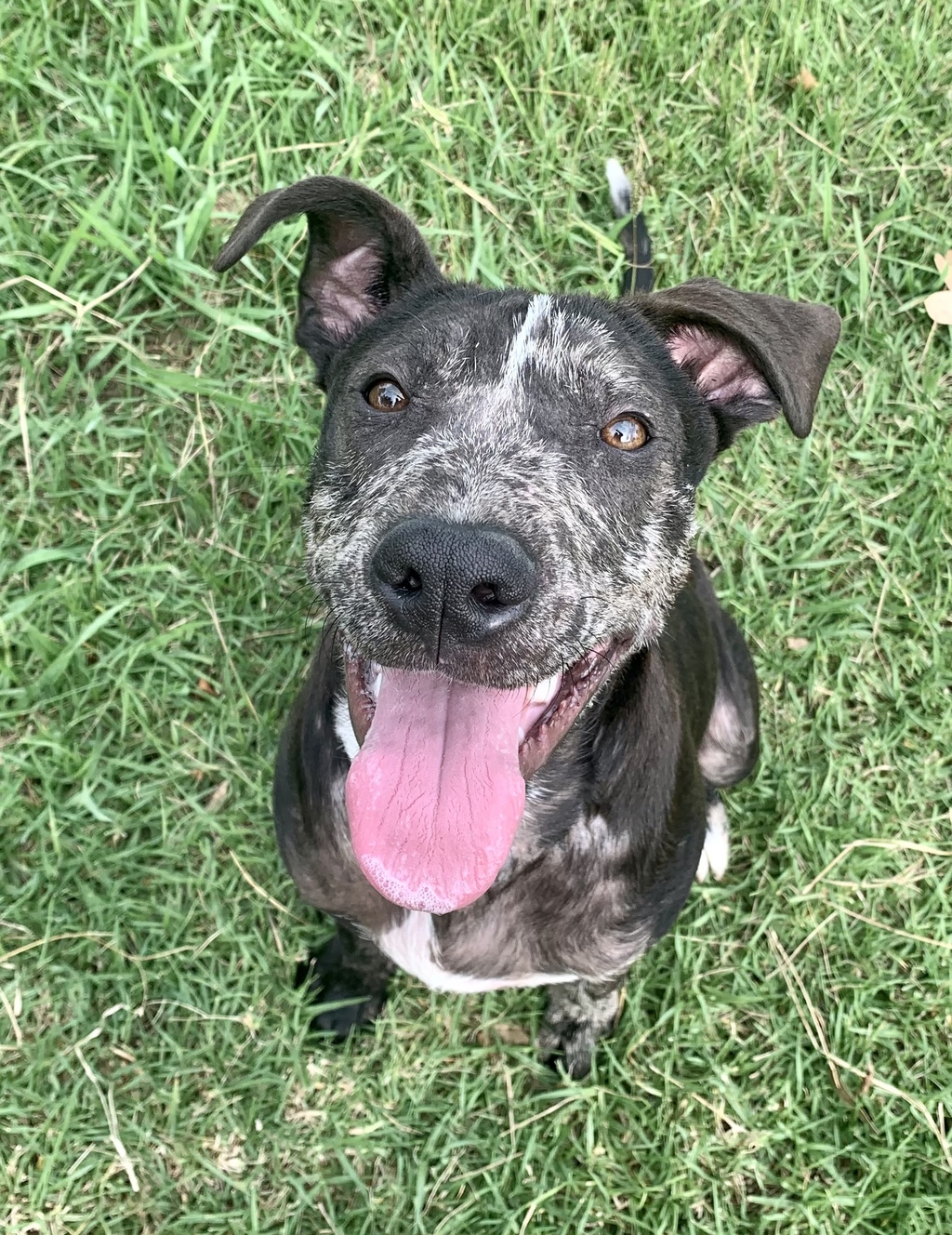 Buddy - Medium Male Kelpie x Louisiana Catahoula Leopard Dog Mix Dog in ...