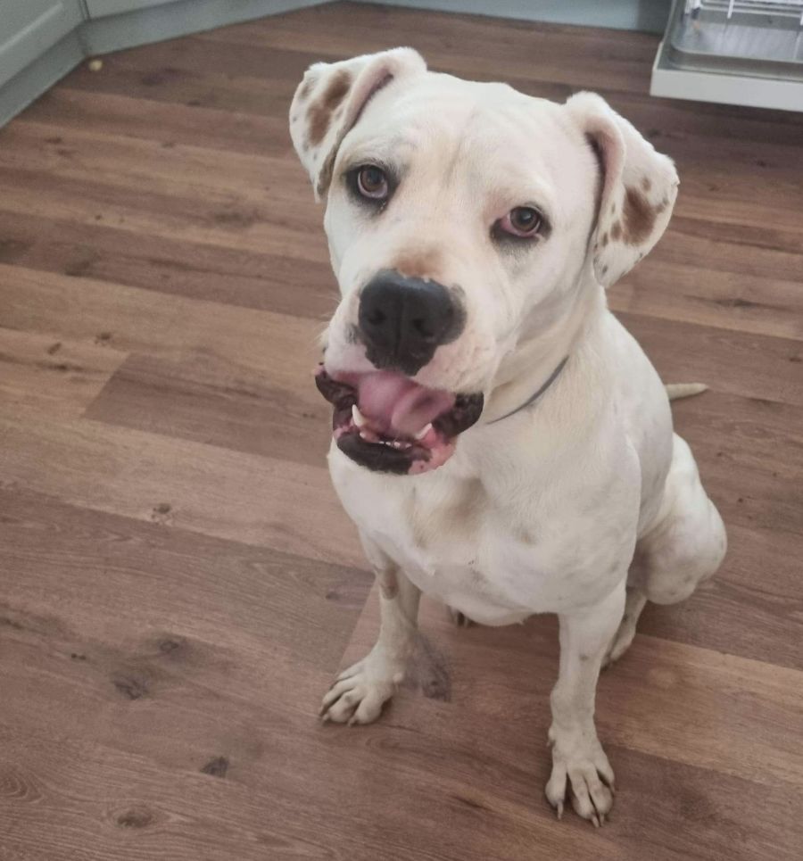 Delta - Large Female Mixed Breed Dog in VIC - PetRescue