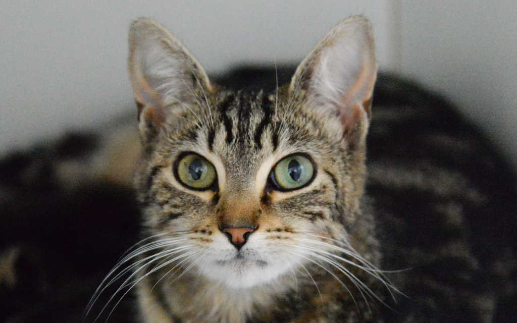 Amara - Female Domestic Short Hair Mix Cat in VIC - PetRescue