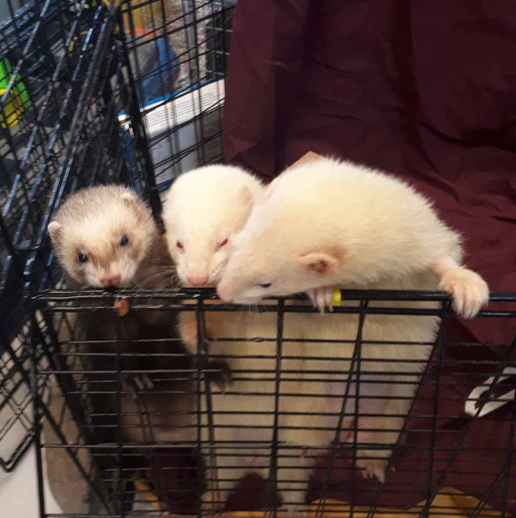 Charlie - Female Ferret Rodent in VIC - PetRescue