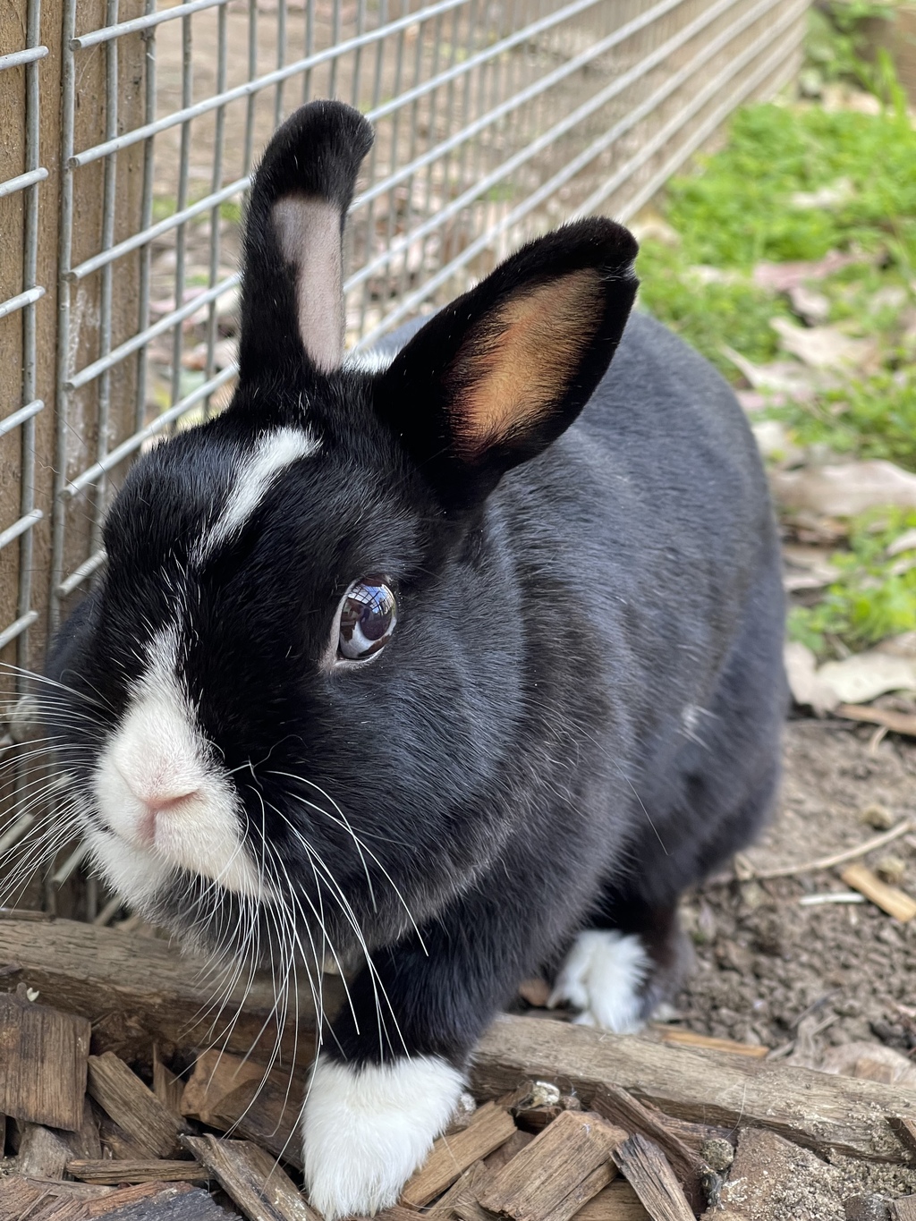 Skivvy - Female Bunny Rabbit Mix Rabbit in NSW - PetRescue