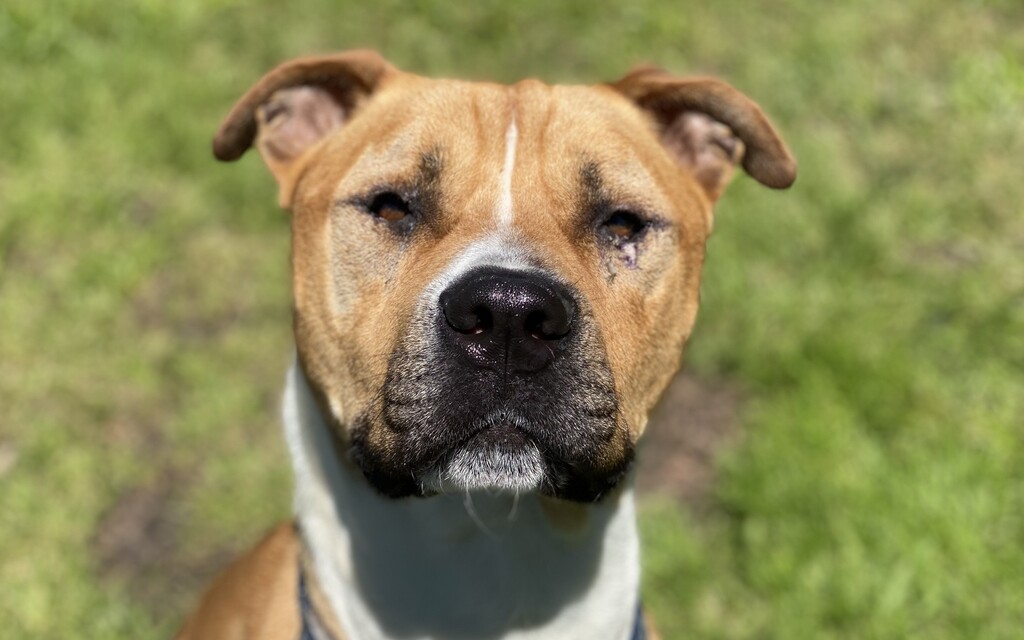 Zac - Large Male Staffordshire Bull Terrier Mix Dog in VIC - PetRescue