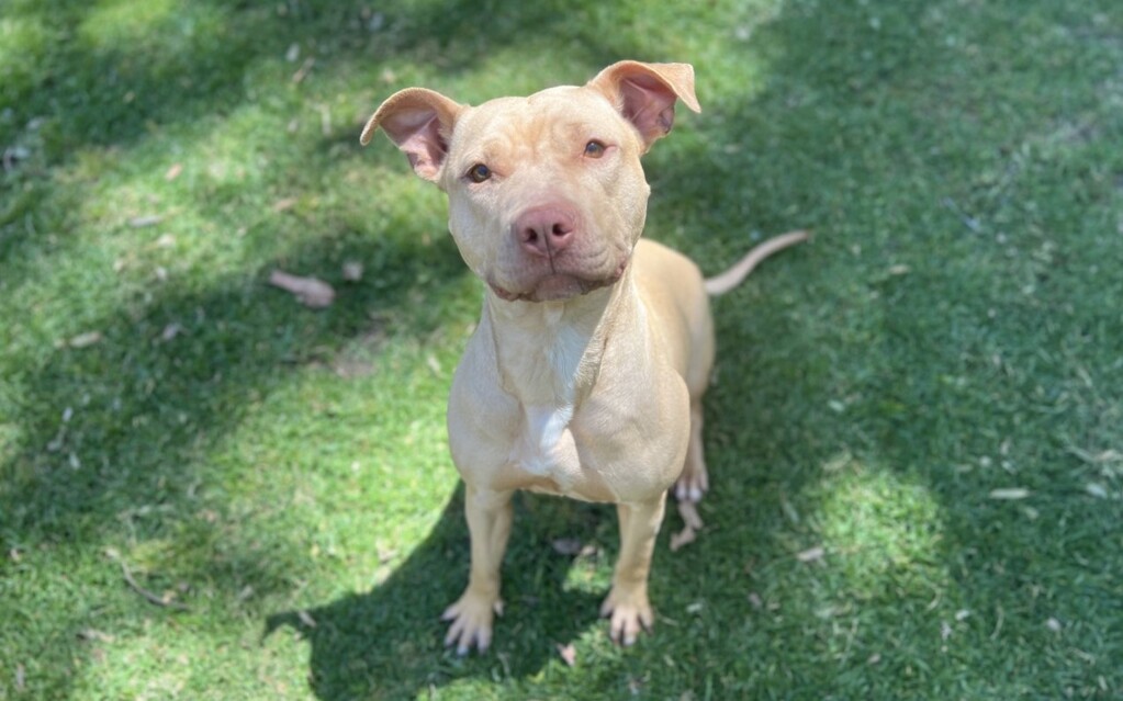 Winnie - Medium Female Staffy Mix Dog in VIC - PetRescue