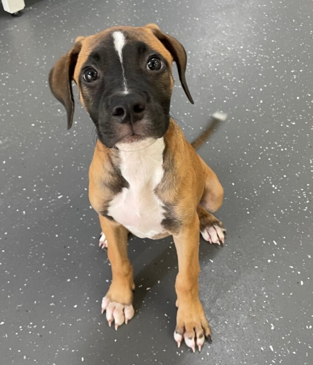 Acacia - Medium Female Boxer x Labrador Retriever Mix Dog in QLD ...