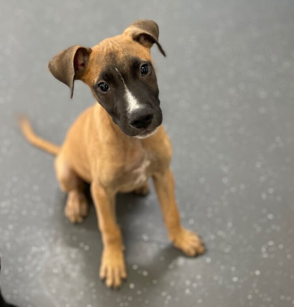 Foxtail - Medium Male Boxer x Labrador Retriever Mix Dog in QLD - PetRescue