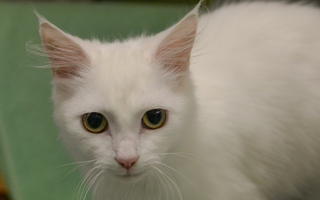 Kit Kat - Female Domestic Short Hair Mix Cat in VIC - PetRescue