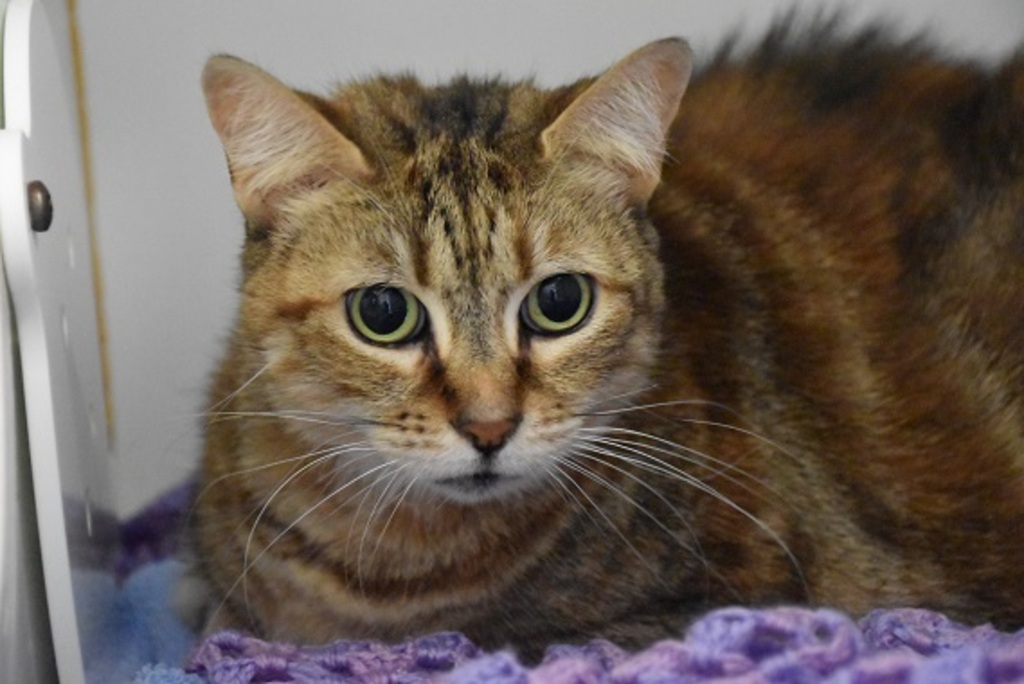 Pudding - Female Domestic Short Hair Mix Cat in VIC - PetRescue