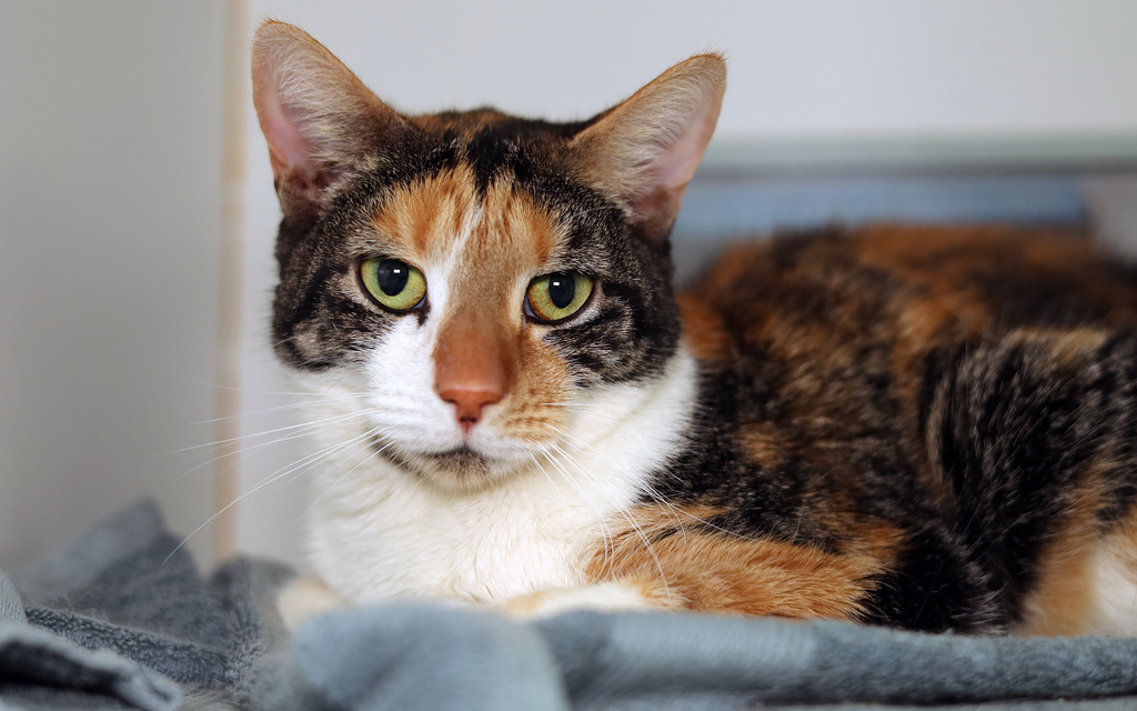 Calliope - Female Domestic Short Hair x Manx Mix Cat in VIC - PetRescue