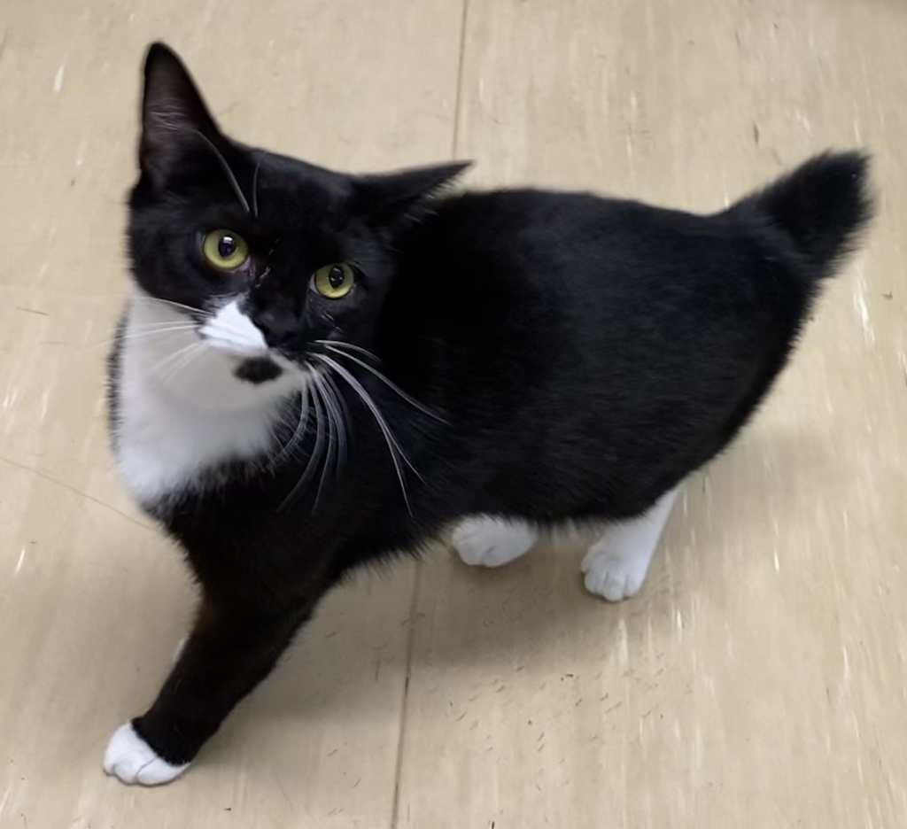 Yoshi - Male Domestic Short Hair x Manx Mix Cat in QLD - PetRescue