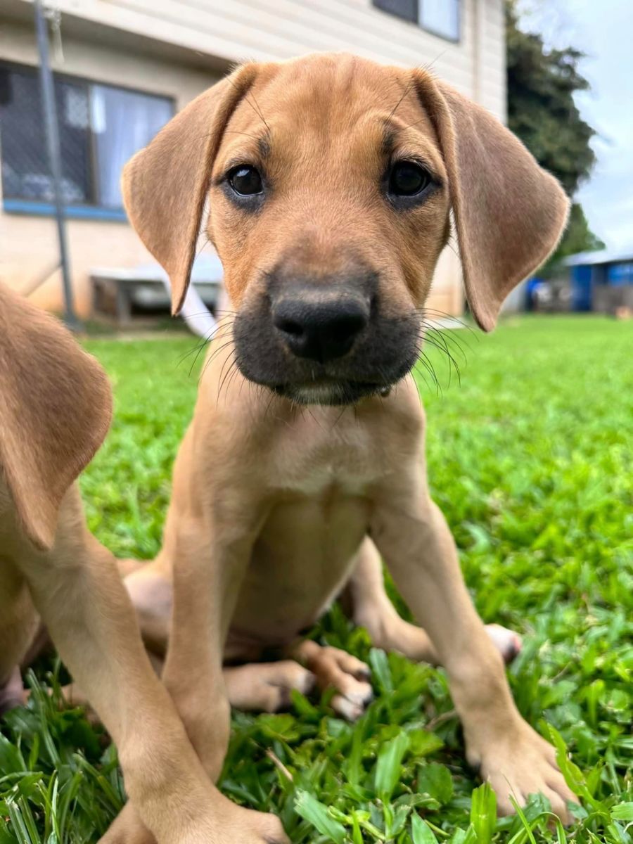 Pippie - Large Female Coonhound Mix Dog in QLD - PetRescue