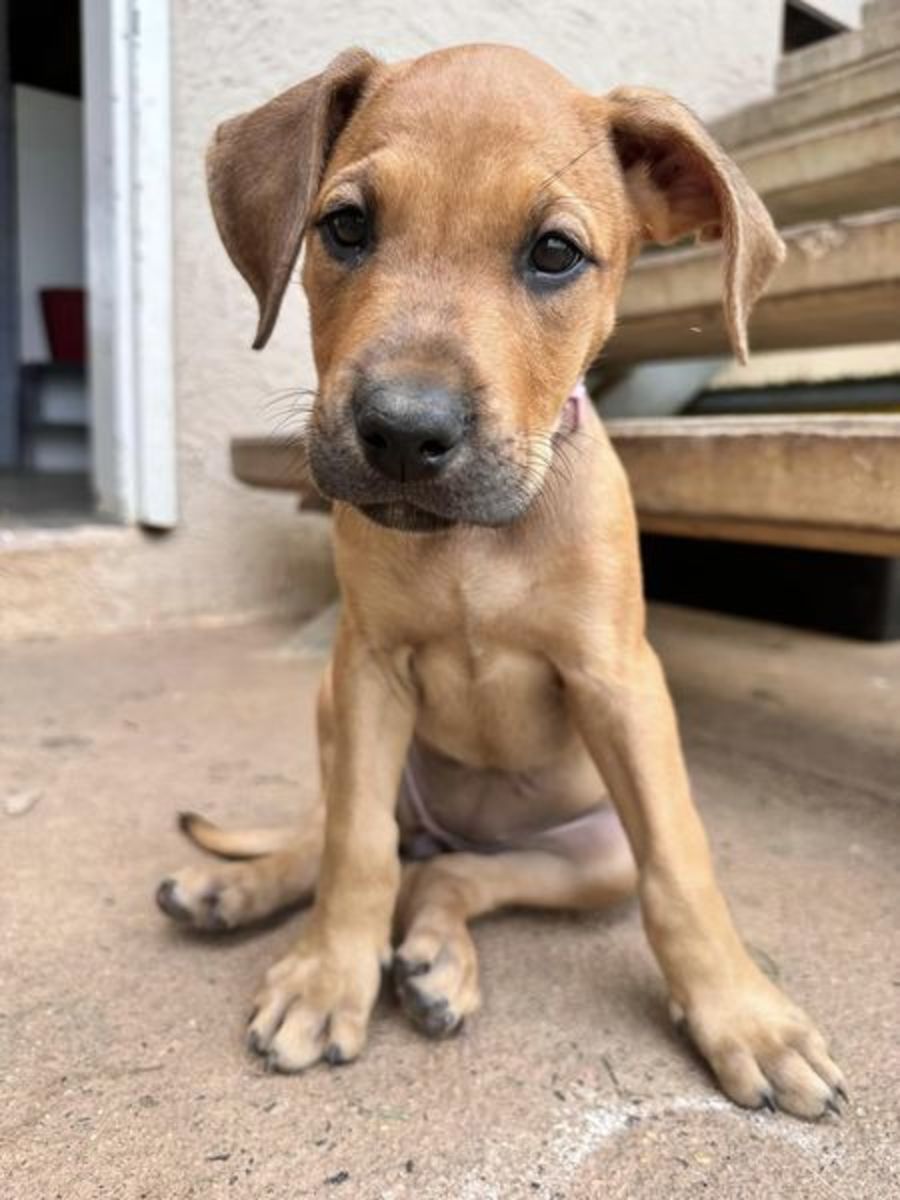 Kiama - Large Female Coonhound Mix Dog in QLD - PetRescue