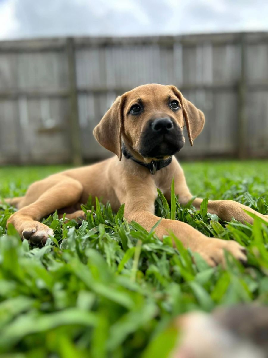 Marlin - Large Male Coonhound Mix Dog in QLD - PetRescue