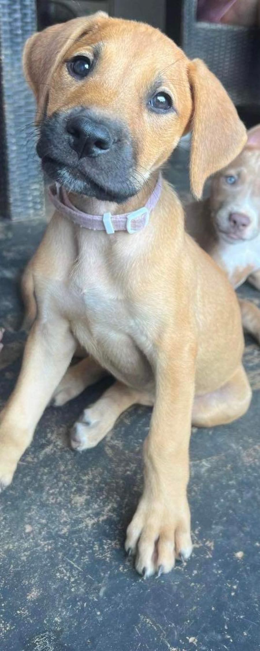 Goldie - Large Female Coonhound Mix Dog in QLD - PetRescue