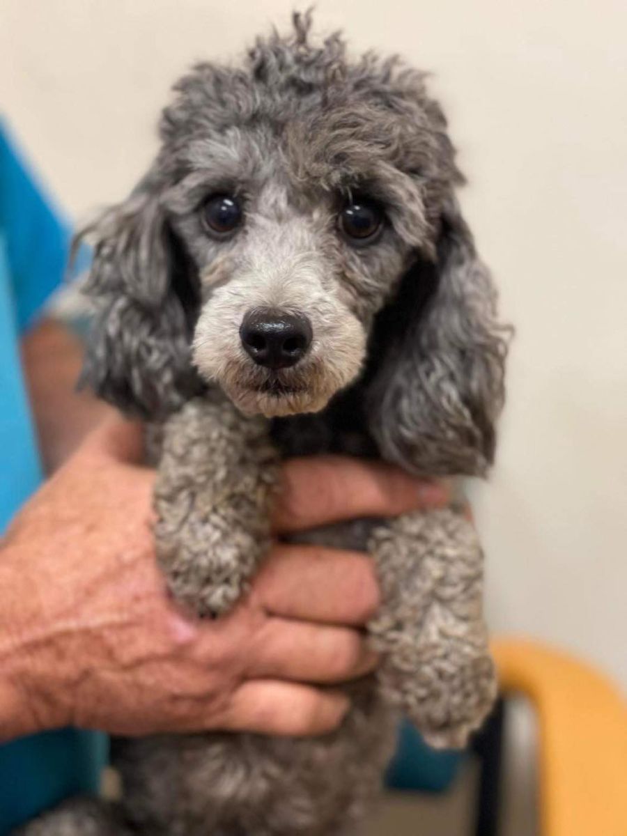Gretta - Small Female Poodle Dog in QLD - PetRescue