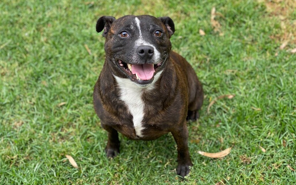 Billy - Medium Male Staffy Mix Dog in VIC - PetRescue