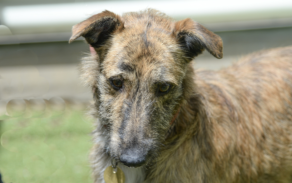 Mirri - Large Female Staghound Mix Dog in VIC - PetRescue
