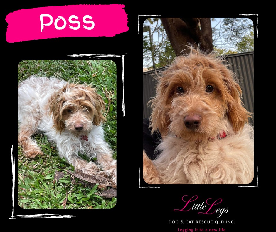 Poss - Small Female Poodle x Mixed Breed Mix Dog in QLD - PetRescue