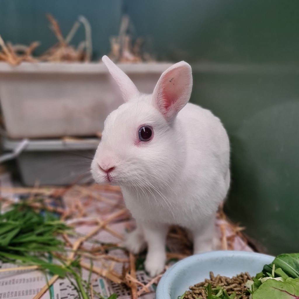 Merlin - Male Netherland Dwarf Mix Rabbit in VIC - PetRescue