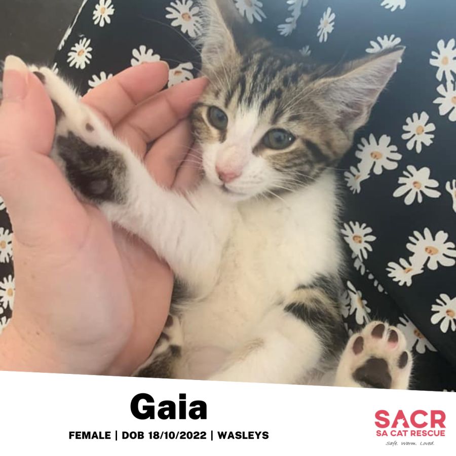 Gaia - Female Domestic Short Hair Cat in SA - PetRescue