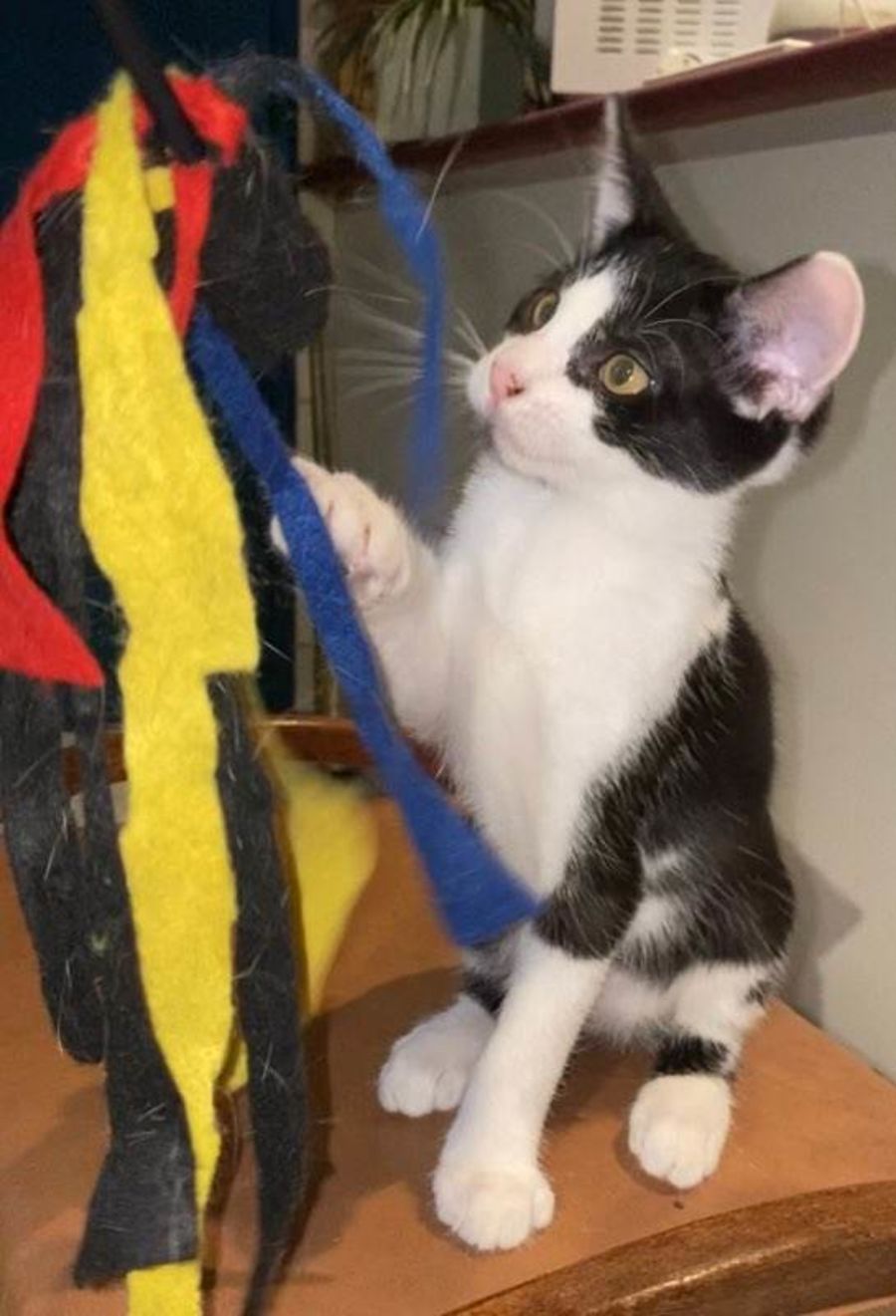 Biggles - Female Domestic Short Hair Cat in NT - PetRescue