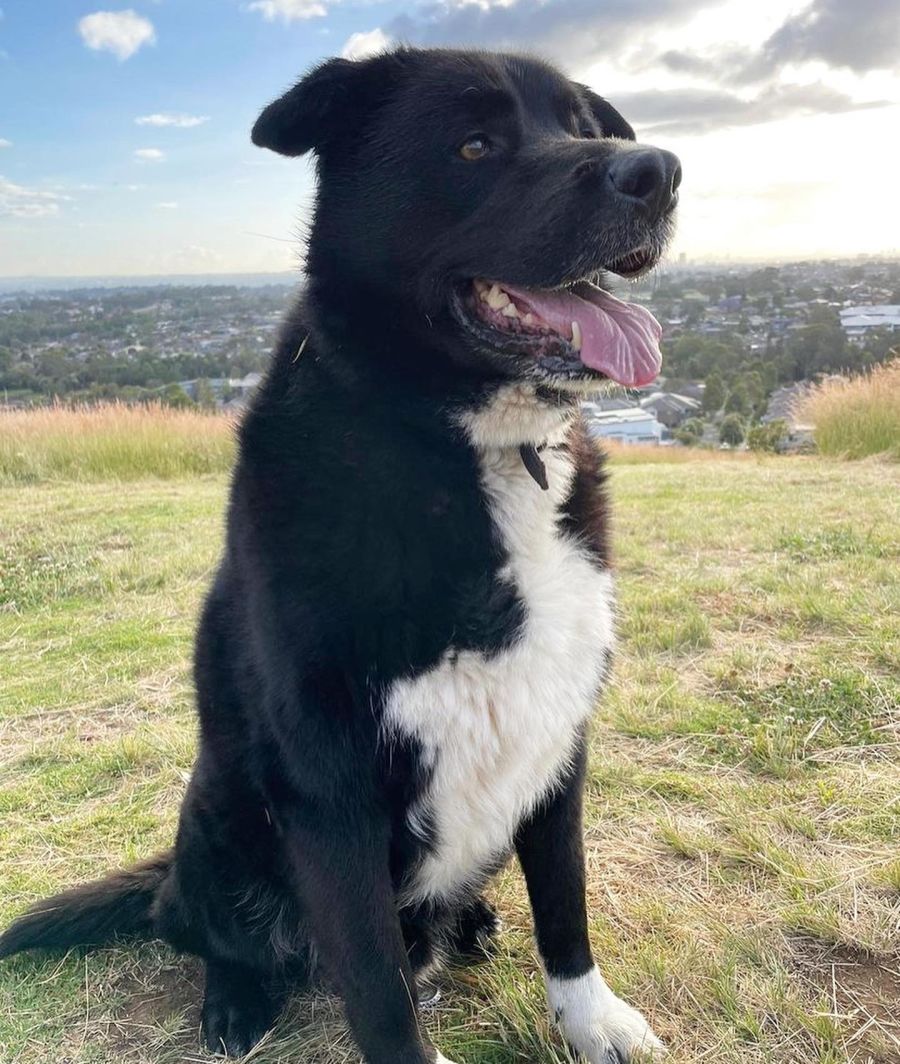 Spike - Medium Male Border Collie x Kelpie x German Shepherd Mix Dog in NSW - PetRescue