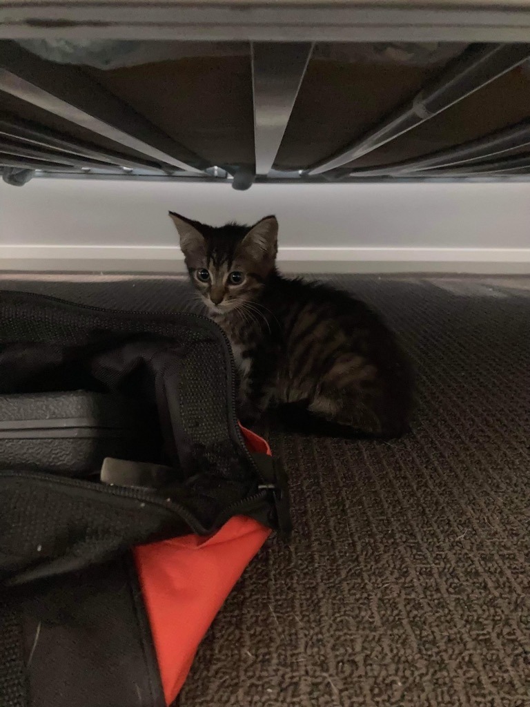 Squeak - Female Domestic Short Hair Cat in WA - PetRescue